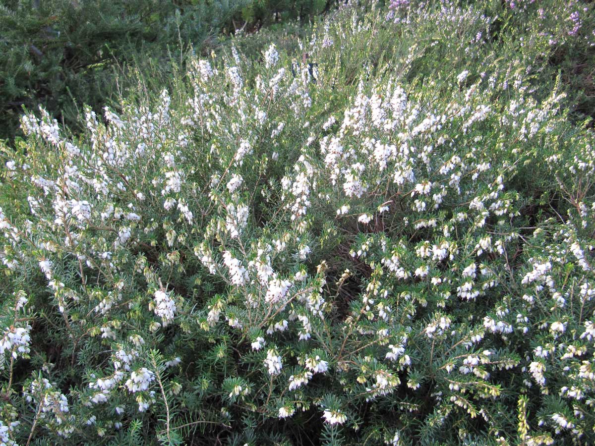 Winter Treasures | Garden Mentor