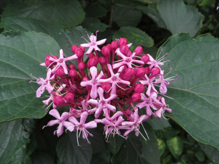 article-2019-09-clerodendrum | Garden Mentor